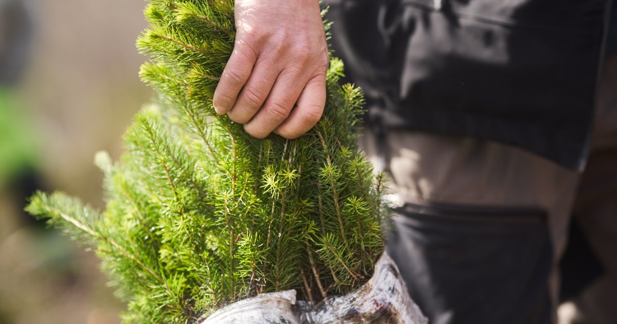 Skogkultur, planting og stell - Allskog