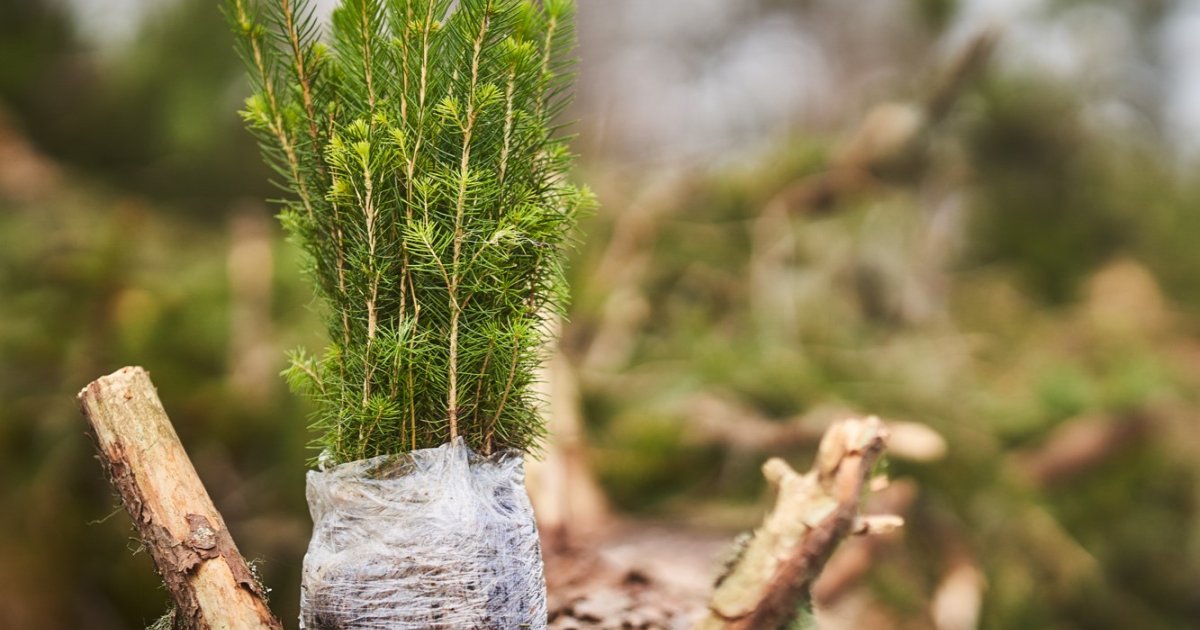 Planting og foryngelse - Allskog